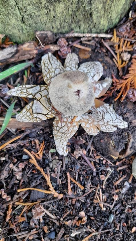 Astraeus Pteridis From Harcourt Park On May 31 2022 At 12 38 Pm By T33roy · Inaturalist