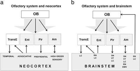 Primary Olfactory Cortex A Connections With Neocortical Areas B