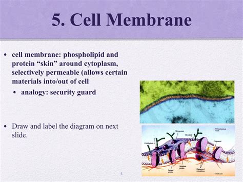 Ppt Unit 2 Part 1 Cell Structure And Function Membrane