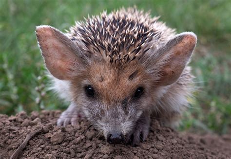 State Of Nature Report One In 10 Wildlife Species In Uk Faces