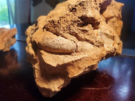 Trace Fossils Coral Anemone Worms Fossil Id The Fossil Forum