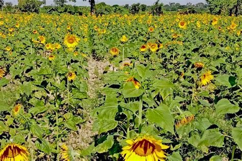 ပွင့်ဖြူမြို့နယ်၌ ယခုနှစ် ဆောင်းသီးနှံစိုက်ပျိုးရာသီတွင် နေကြာသီးနှံ