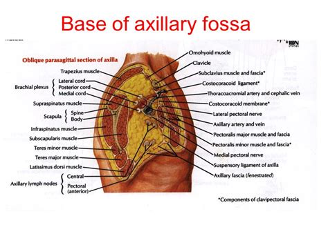 Suspensory Ligament Of Axilla