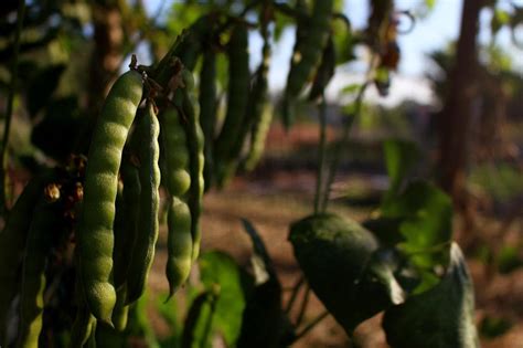 Bean Plant Types At Brenda Rasheed Blog