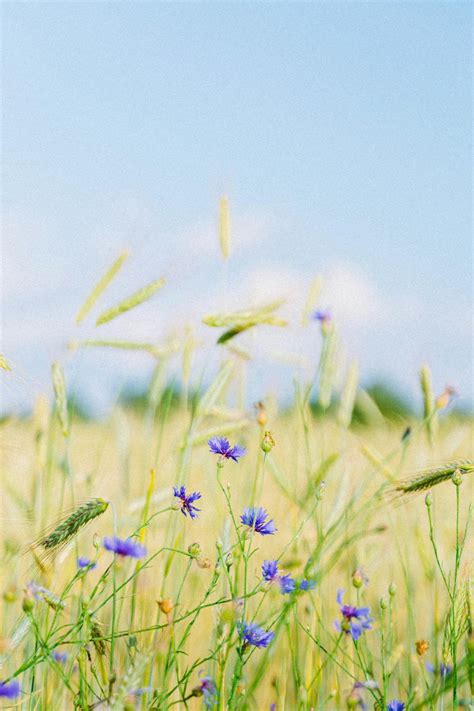 Gmo Hd 벽지 Hd 여름 벽지 건초지 곡물 꽃 노란색 농업 농작물 농장 농지 농촌의 들판 루드베키아