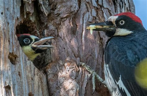 Paul Brewer Photographed An Acorn Woodpecker Nest Mendonoma Sightings