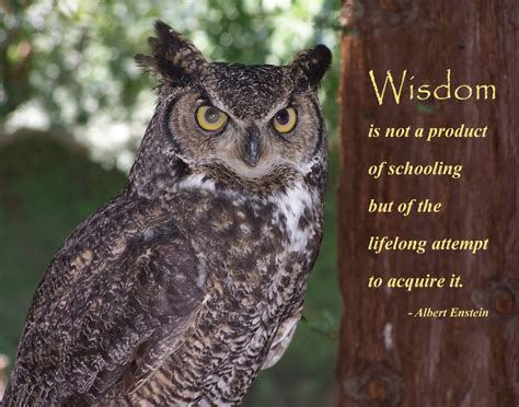 Wisdom Owl Quotes