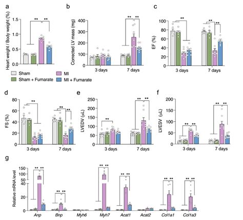 客户案例 Nc：线粒体复合体Ⅱ组装在扩张型心肌病发生中的重要机制 肿瘤细胞 氨基酸代谢 非靶向代谢 脂质 多组学代谢流检测分析 脂肪酸定量 肠道微生物菌群检测 麦特绘谱