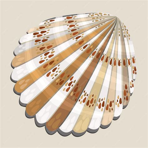 Premium Vector Scallop Shell Vector Illustration Of Seashell Of