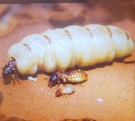 How Termite Queens Live For Decades And Rule Over Millions