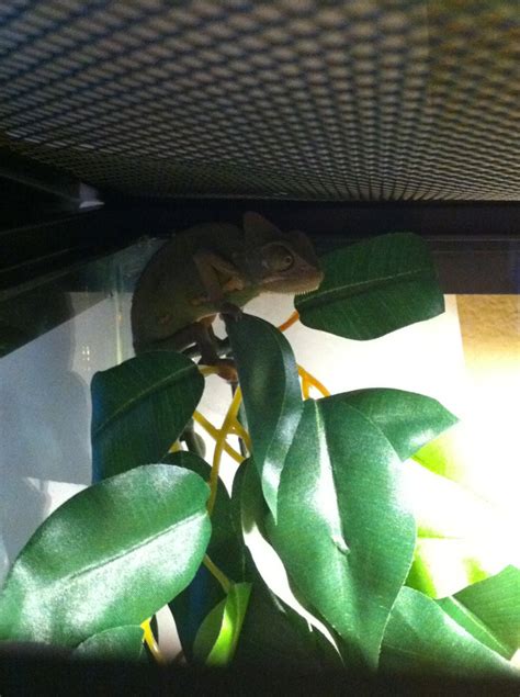 Cinnabunss Homepage On