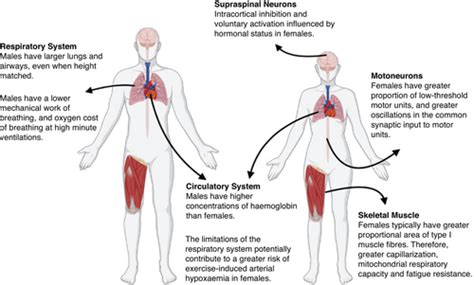 Physiological Sex Differences Affect The Integrative Response To Exercise Acute And Chronic