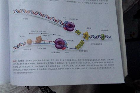 Dna复制示意图 千图网