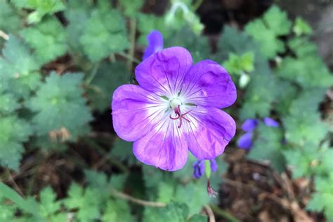 How To Plant Grow And Care For Cranesbill Geraniums Suffolk