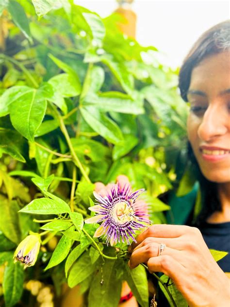 Passiflora Caerulea Care