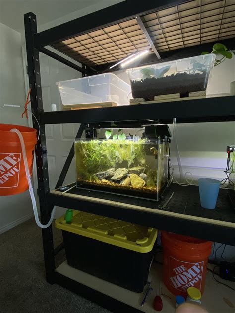 My Basic Aquaponics Setup Raquaponics