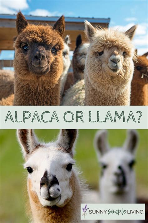 What S The Difference Between An Alpaca And A Llama