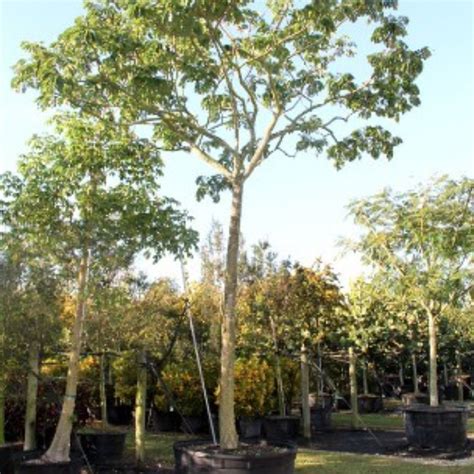 Pohon Trembesi Adalah Agro Bejo Tani