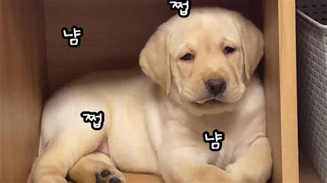 래브라도리트리버 성장기7 청소기 따라다니는 강아지 그냥 개판 Youtube