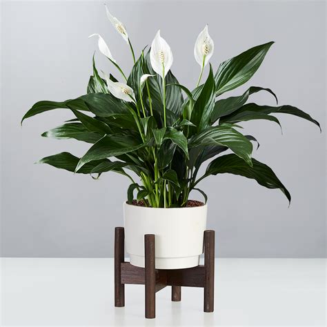 Peace Lily Plant Spathiphyllum