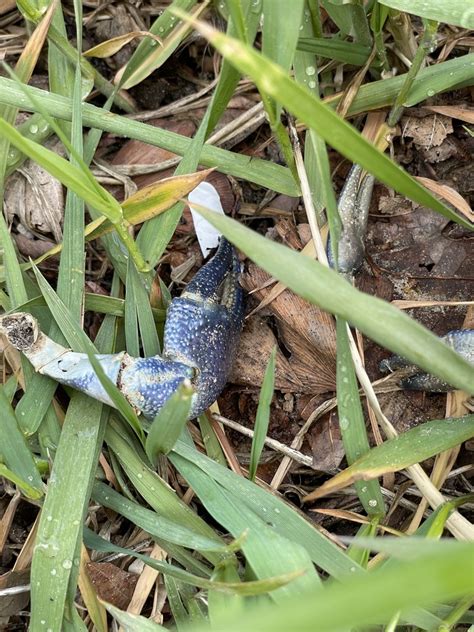 Faxonius From Woodlawn Chicago Il Us On April 30 2022 At 0151 Pm By Breanddave · Inaturalist