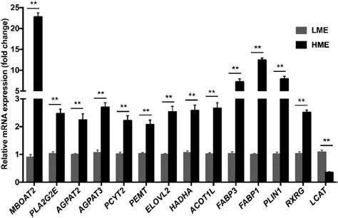 Validation Of Rna Seq Data By Q Pcr Analyses ÃÃ Indicate Significance