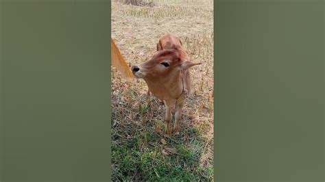 Cute Small Caw Funny Youtube