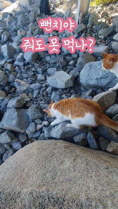 너무 순한 뻔치와 이쁜이 거제냥이 거제도고양이 Cat 길고양이 길고양이 바다냥이 냥이가족 Youtube