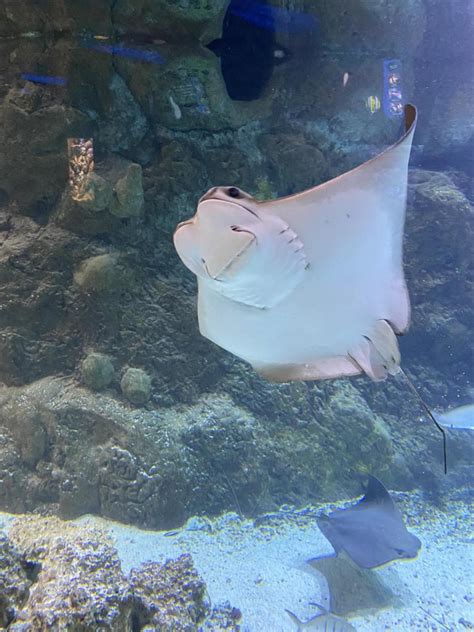 Vision Object Detection Dataset By Vision