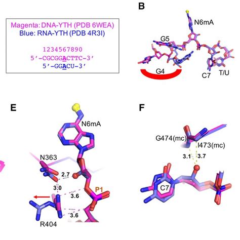 Comparison Between Dna And Rna Bound Yth A Superimposition Of