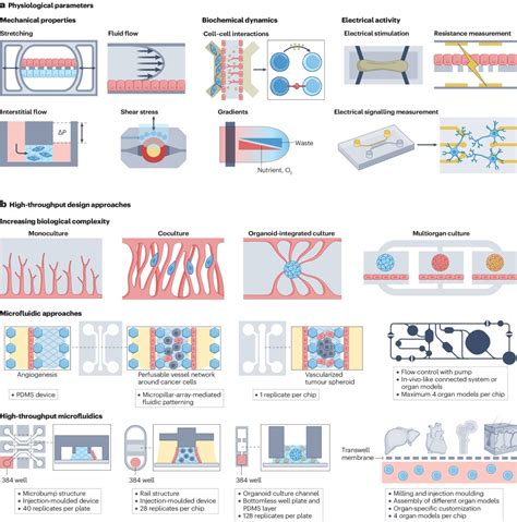 Microtech Ventures On Linkedin Microfluidic High Throughput 3d Cell Culture These Models Can