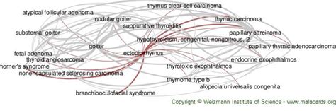 Ectopic Thymus Disease Malacards Research Articles Drugs Genes