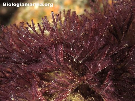 Bugula Neritina Biologia Marina Del Mediterraneo