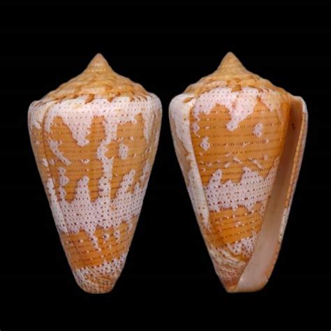 Conus Cedonulli Dominicanus 3789847