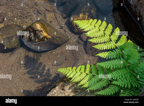 Xylem And Phloem Hi Res Stock Photography And Images Alamy