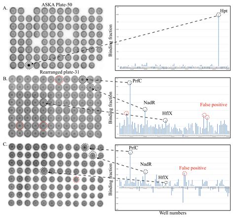 Identifying The Binding Proteins Of Small Ligands With The Differential Radial Capillary Action