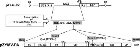 Schematic Representation Of Construction Of The Infectious Full Length