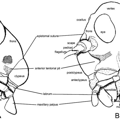 Pdf Morphology Of Psocomorpha Psocodea Psocoptera