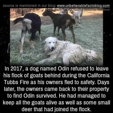 Its In Their Dna Scrolller