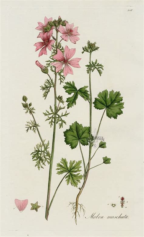 Molva Moschata And Floral Species Illustration