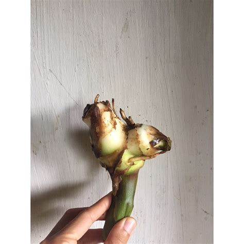 Jual Umbi Ganyong Shopee Indonesia