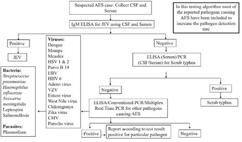 Testing Algorithm For Diagnosis Of Acute Encephalitis Syndrome