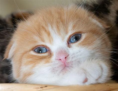 Red Scottish Fold