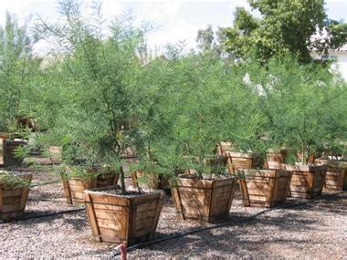 Production Area 24″ Box Trees Elgin Nursery And Tree Farm Phoenix Az