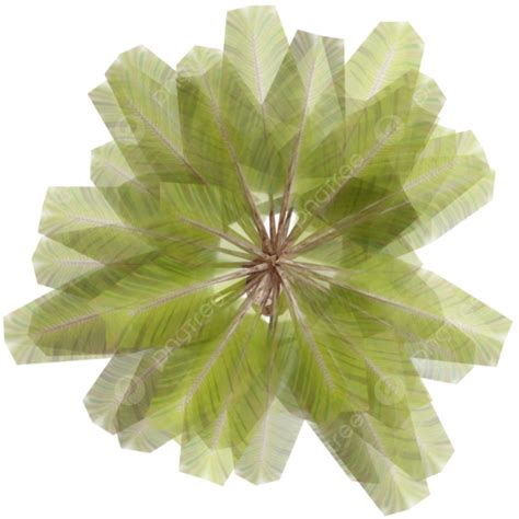 Palm Tree Top View Palm Tree Palm Leaf Tree PNG Transparent Clipart
