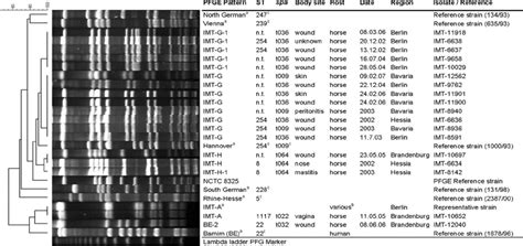 Dendrogram Percent Similarity Showing Dna Restriction Patterns After