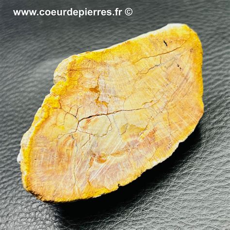 Tranche De Bois Fossile De Madagascar Réf Tb4 Cœur De Pierres