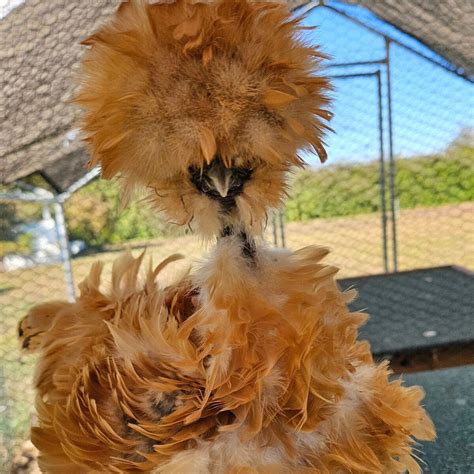 Polish Frizzle Rooster Raising Polish Chickens Ultimate Guide