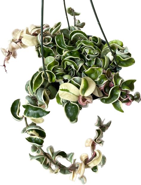 Variegated Hoya Rope Plant Live Hoya Compacta