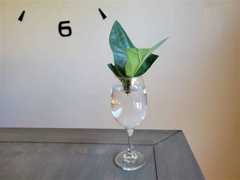 How To Propagate Fiddle Leaf Fig Step By Step With Pictures